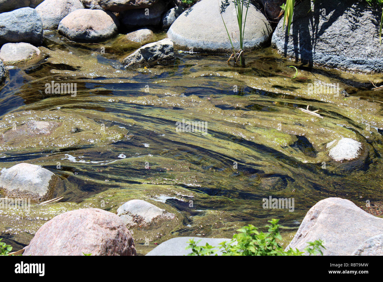 A flowing stream covered in an algae bloom with a rocky edge Stock ...