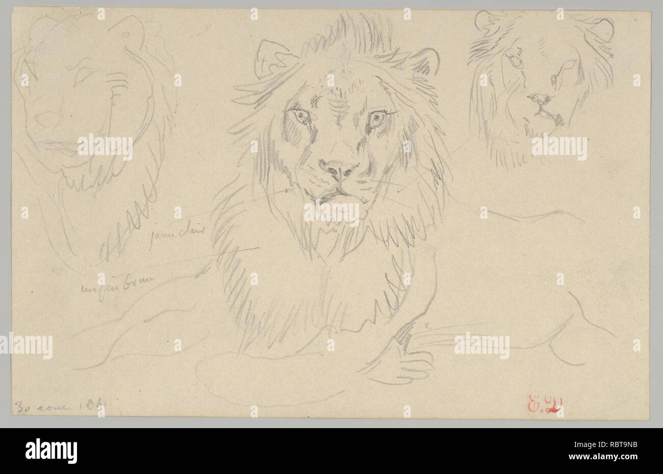 A Lion, Full Face, August 30, 1841 Stock Photo - Alamy