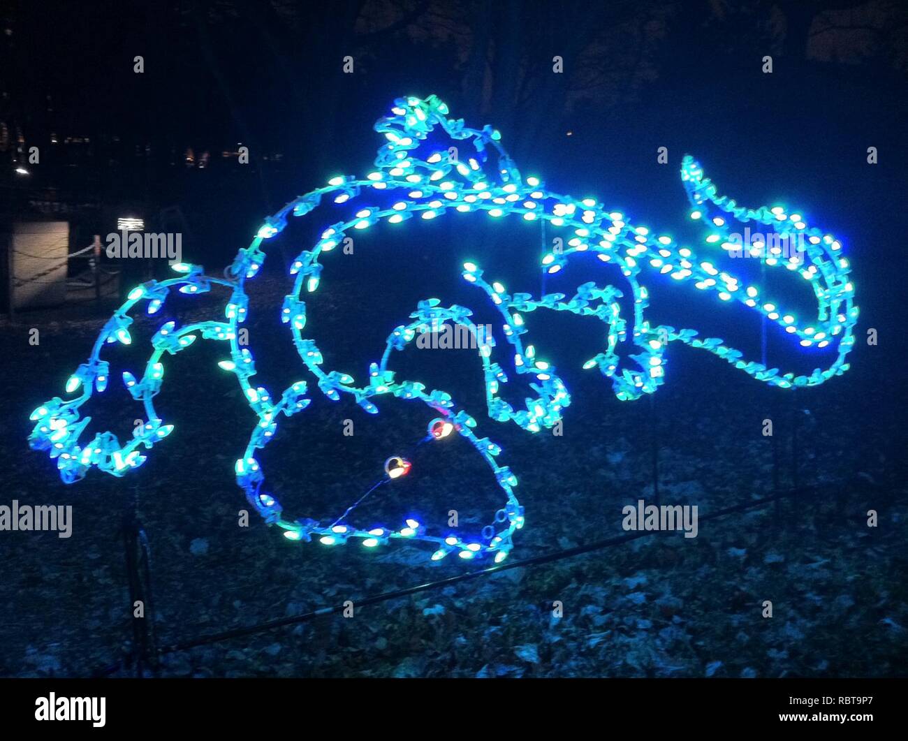A Lizard in Lights Stock Photo - Alamy