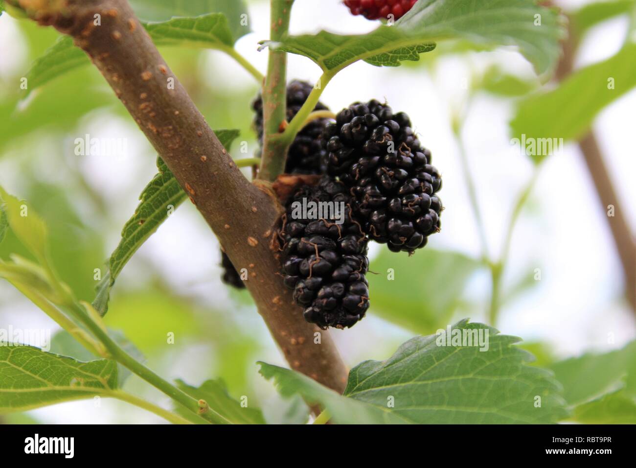 Amora hi-res stock photography and images - Alamy