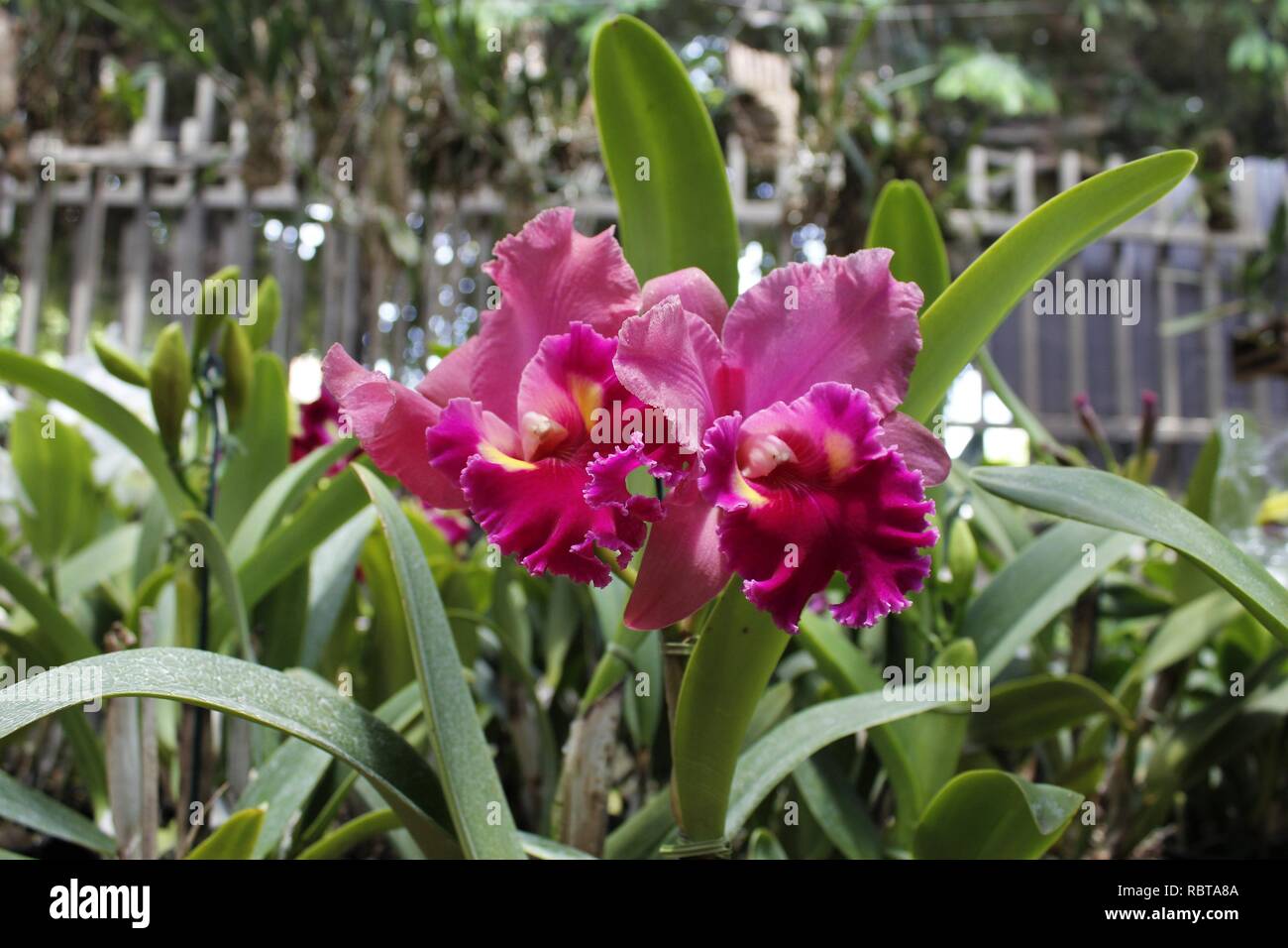 Cattleyas hi-res stock photography and images - Alamy