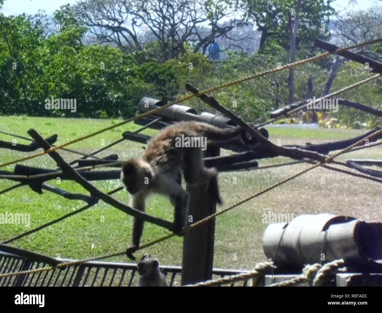 A monkey on a bridge Stock Photo - Alamy