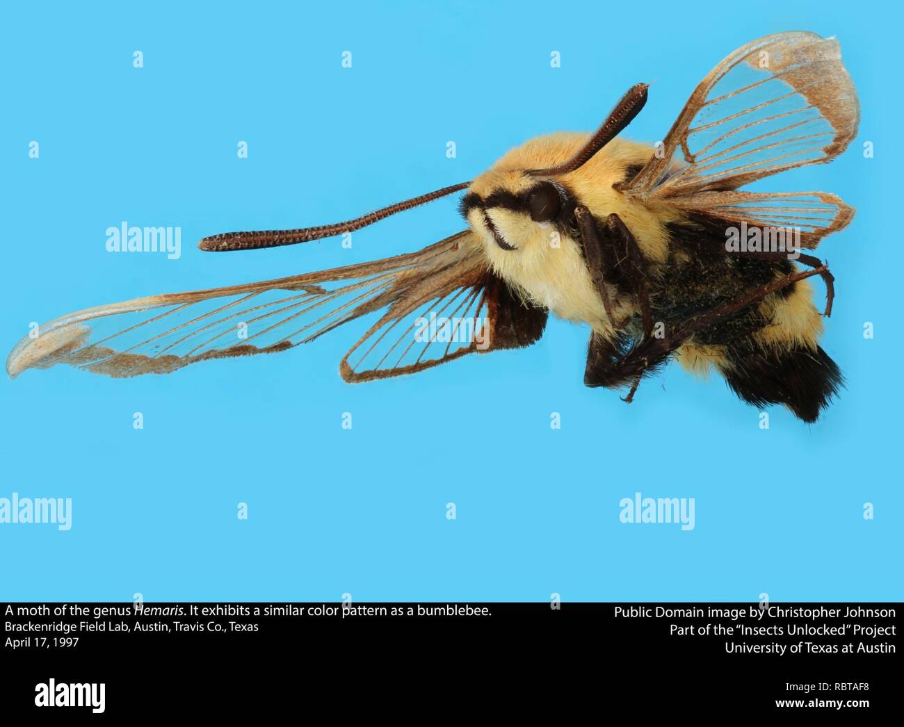 Genus hemaris hi-res stock photography and images - Alamy