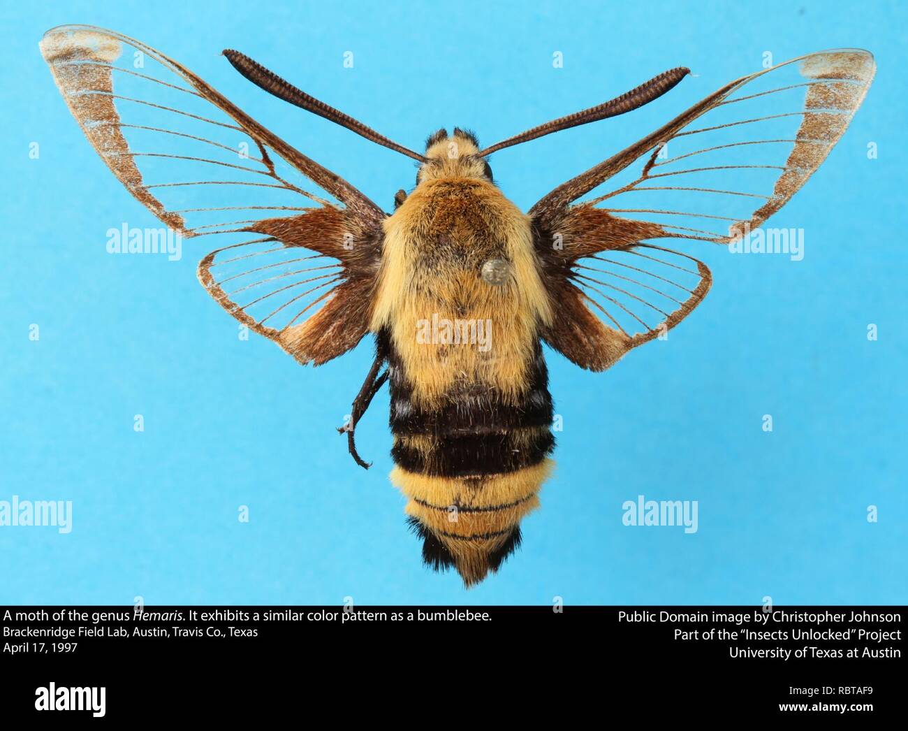 Genus hemaris hi-res stock photography and images - Alamy