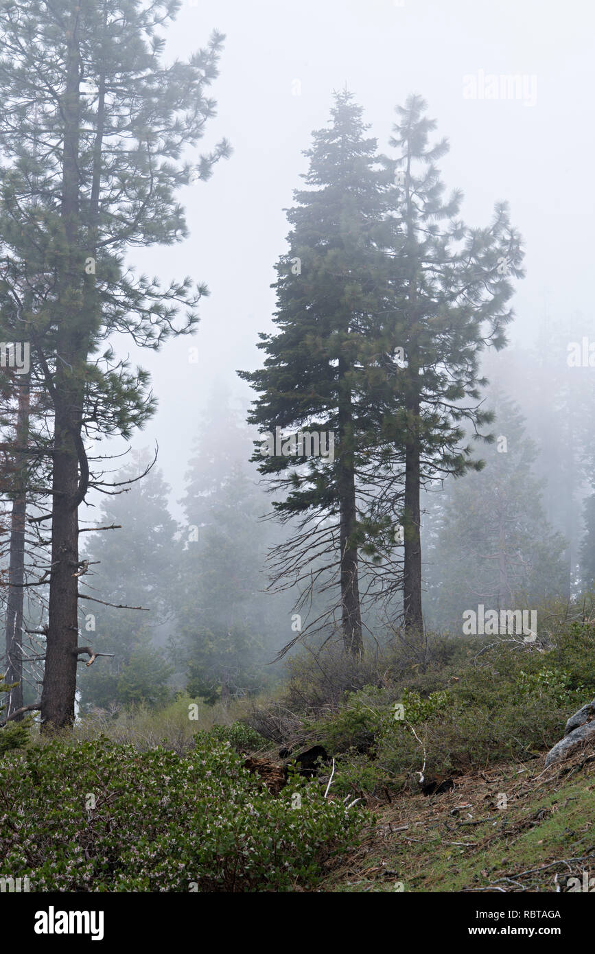 Clouds In The Forest vertical Stock Photo - Alamy