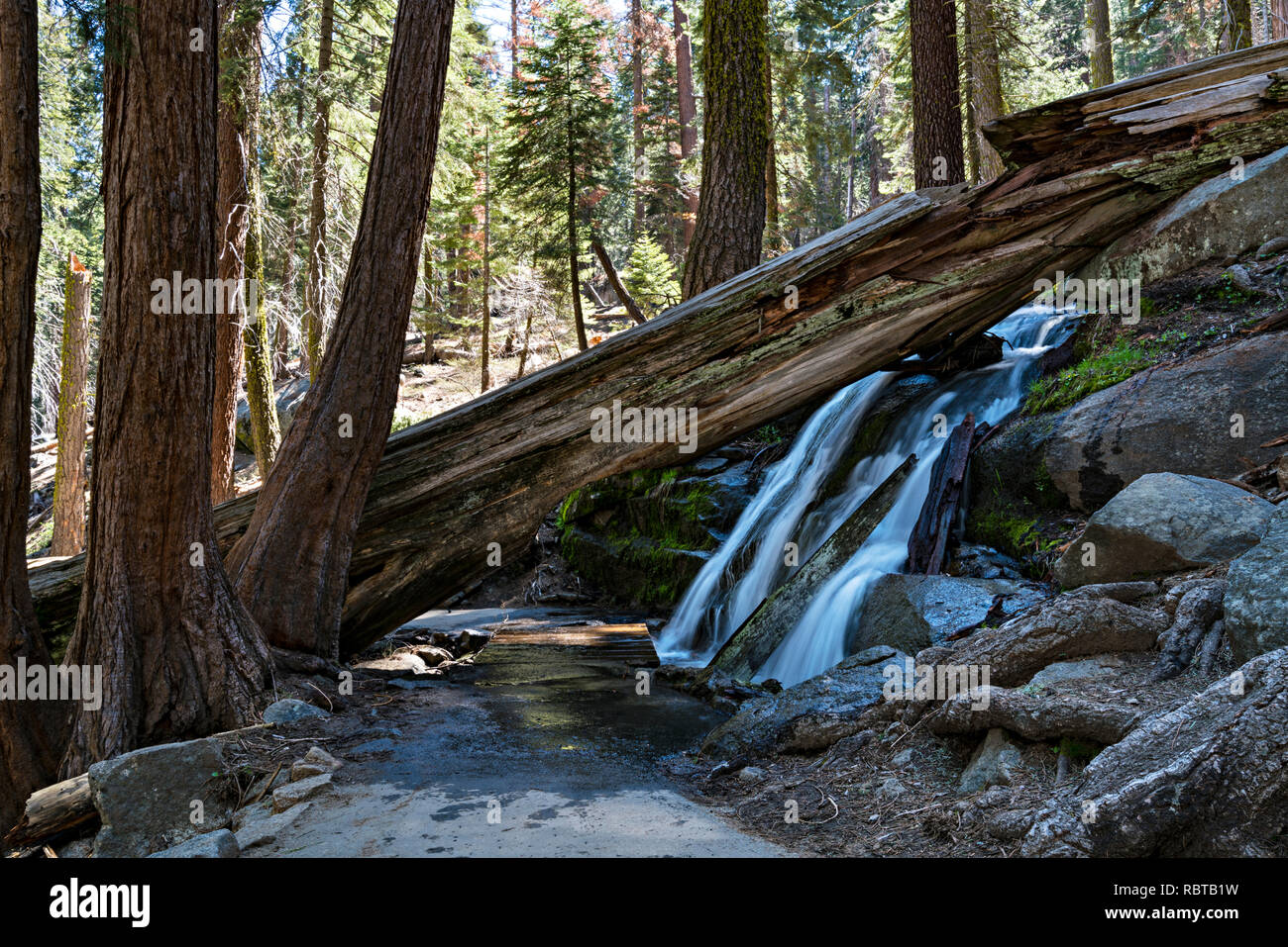 Fallen Tree over trail with stream Stock Photo - Alamy