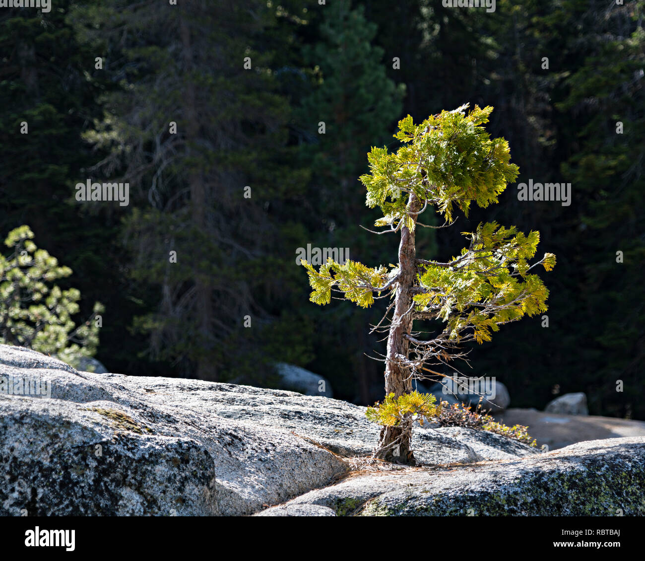 Green Tree in rock Stock Photo - Alamy
