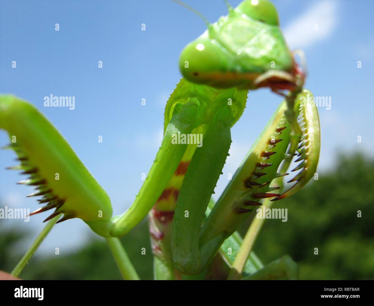 A Praying Mantis Stock Photo - Alamy