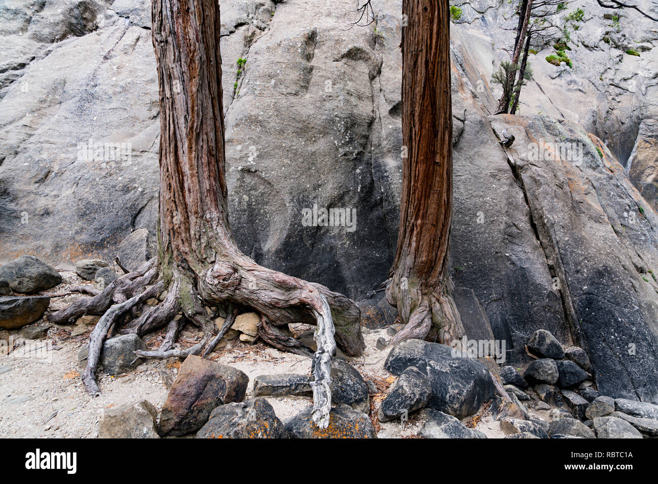 Gnarly roots hi-res stock photography and images - Alamy