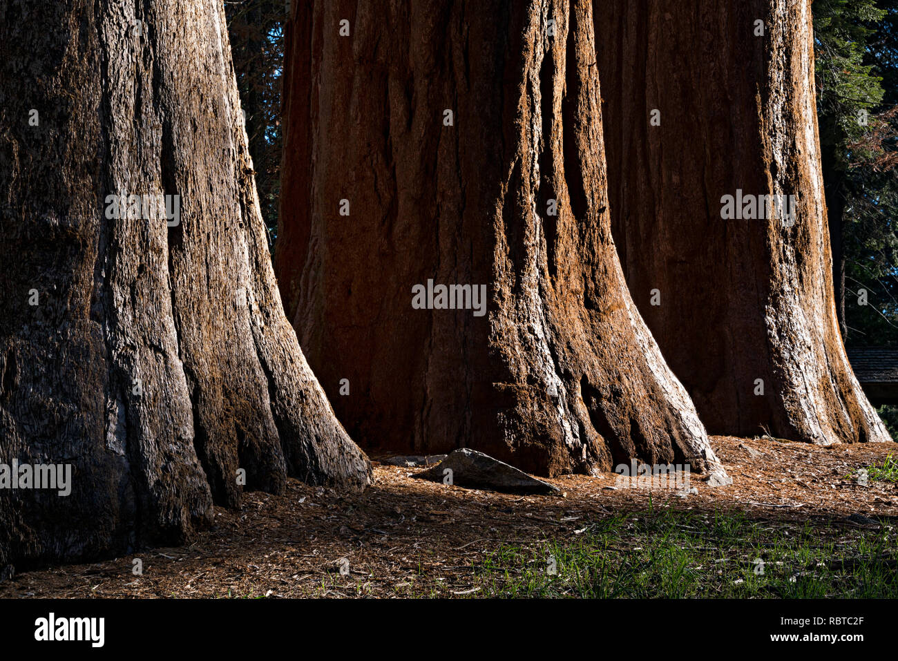 Sequoia Trunk Trio Stock Photo - Alamy