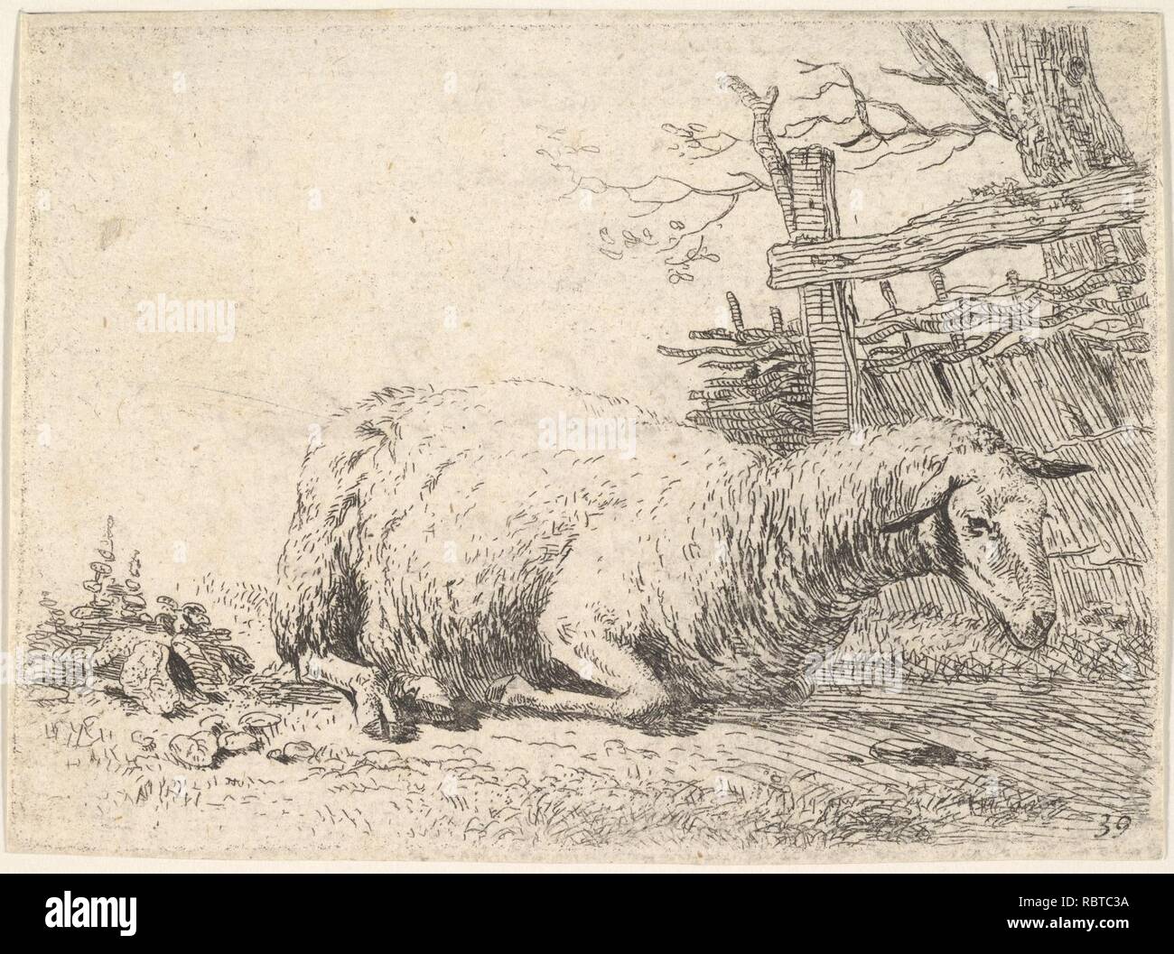 A sheep lying with its legs folded underneath its body next to a wooden ...