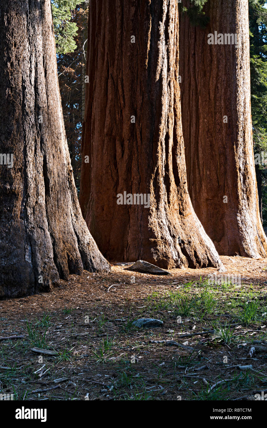 Sequoia Trunk Trio vertical Stock Photo - Alamy