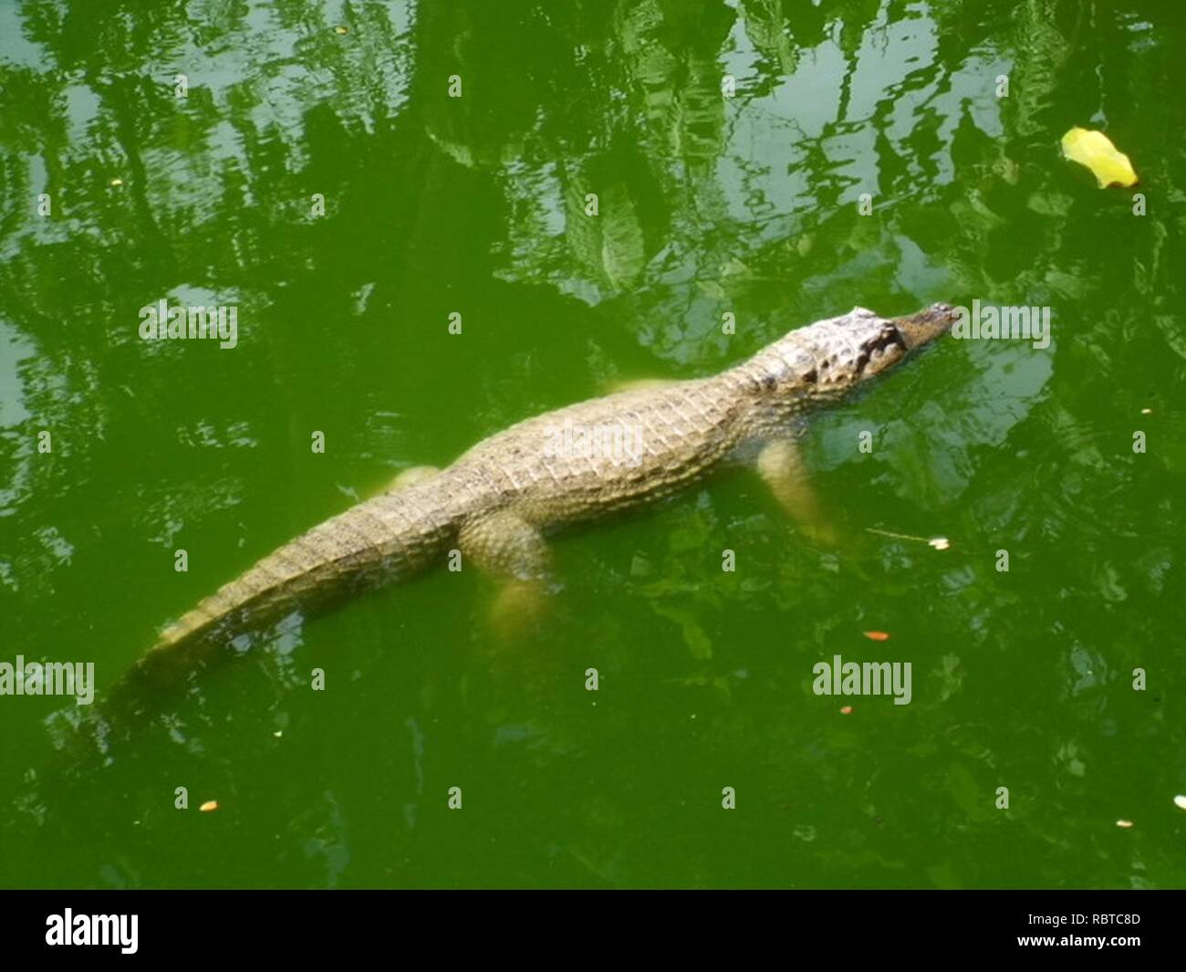 Small crocodile hi-res stock photography and images - Alamy