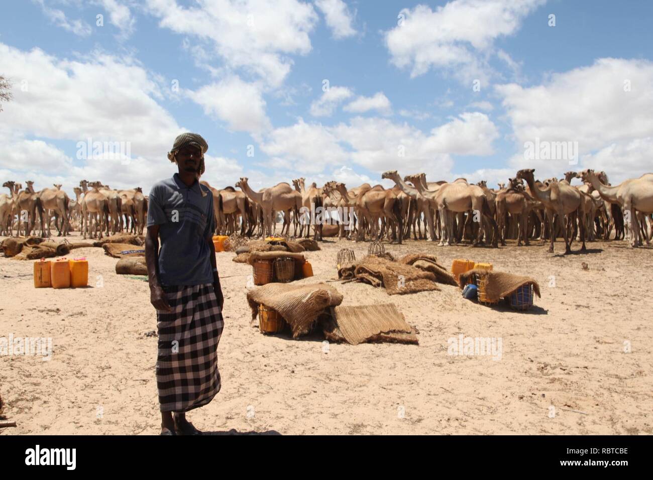 A Somali man stands in front of a group of camels in the town of Adale ...