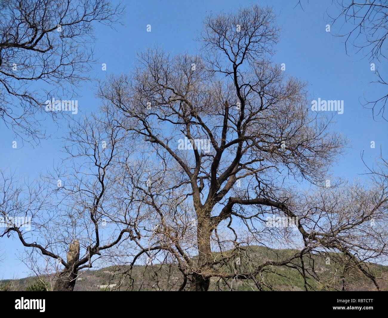 A tree in Beijing Botanical Garden Stock Photo - Alamy