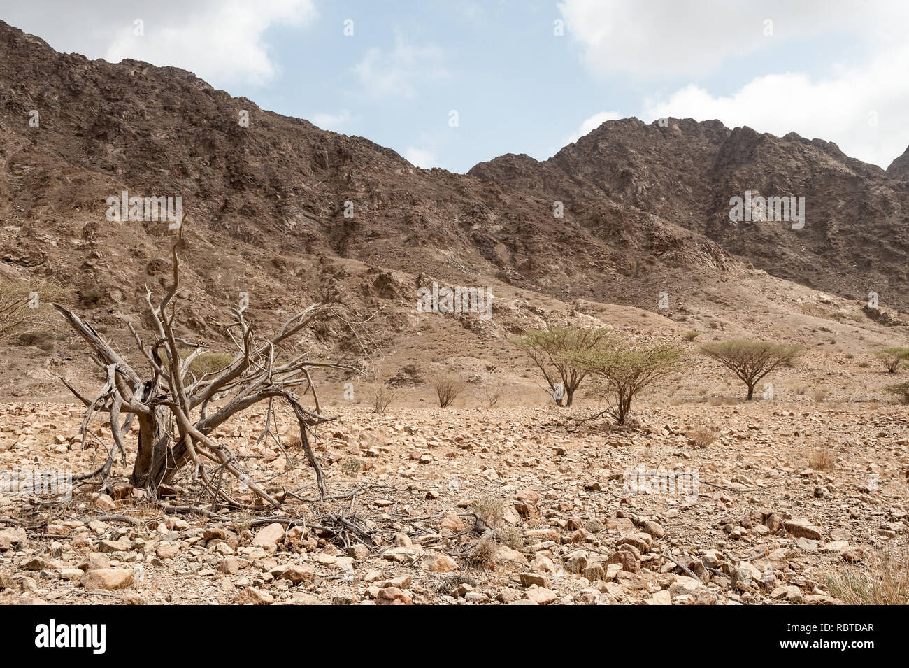 Acacia trees in the desert Stock Photo - Alamy