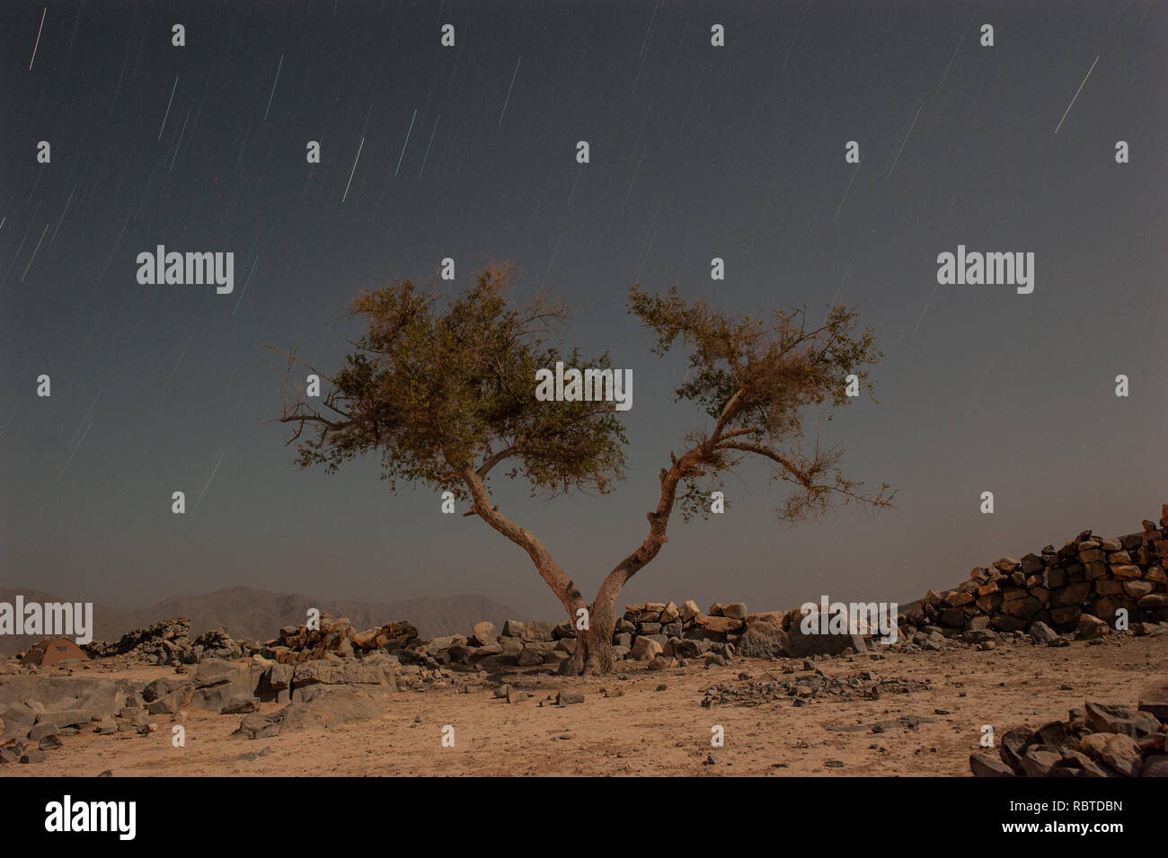 Acacia trees in the desert Stock Photo - Alamy