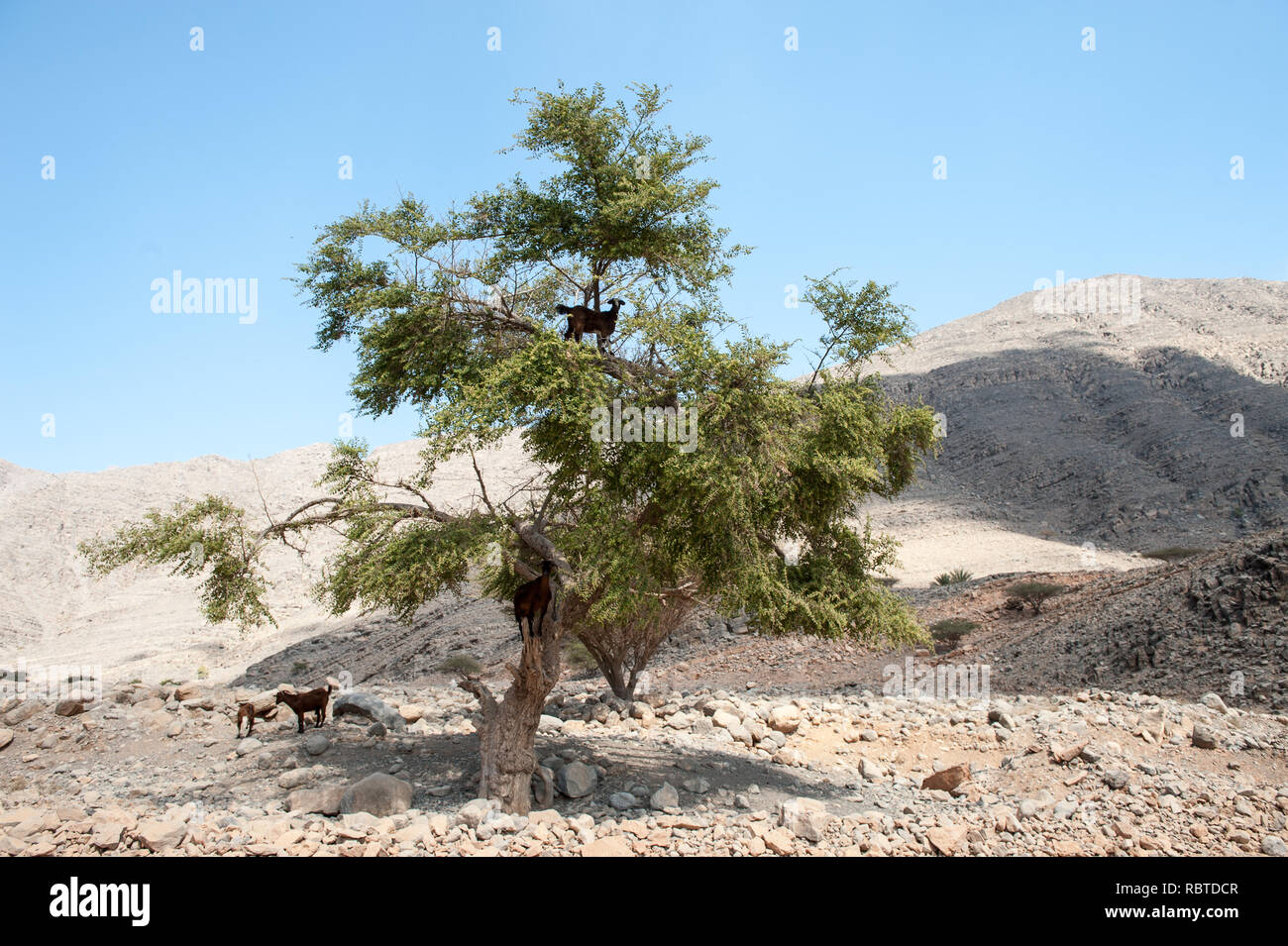 Acacia trees in the desert Stock Photo - Alamy