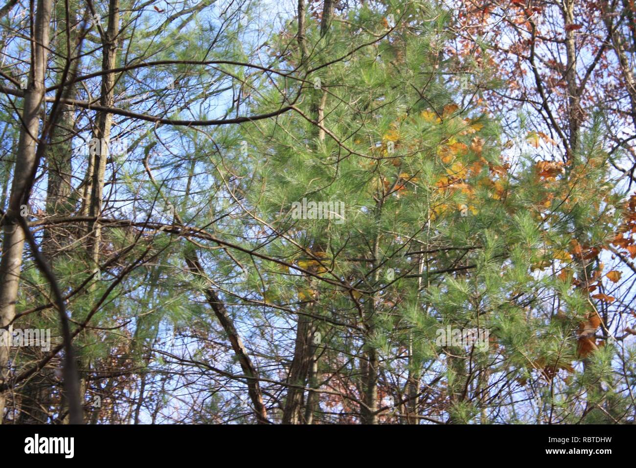 A young eastern white pine (pinus strobus) tree in Pennsylvania Stock ...