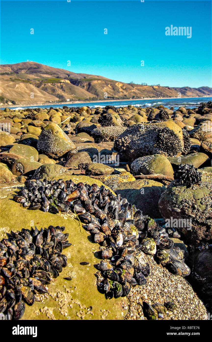 California mussel beach hi-res stock photography and images - Alamy