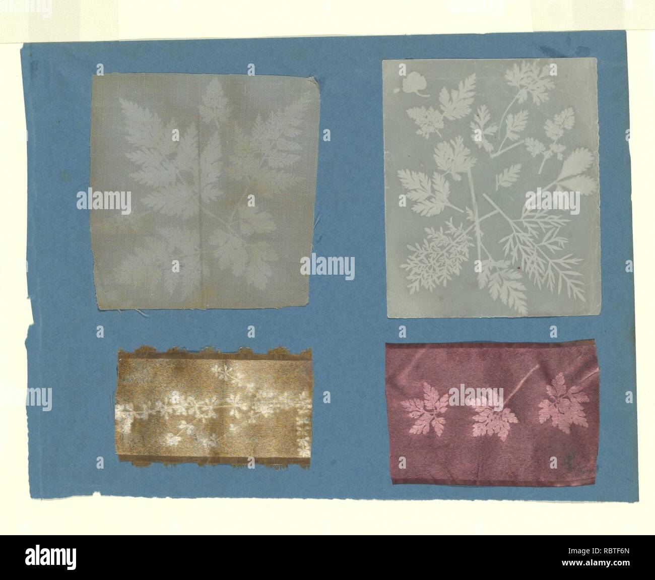 Botanical reference collection hi-res stock photography and images - Alamy