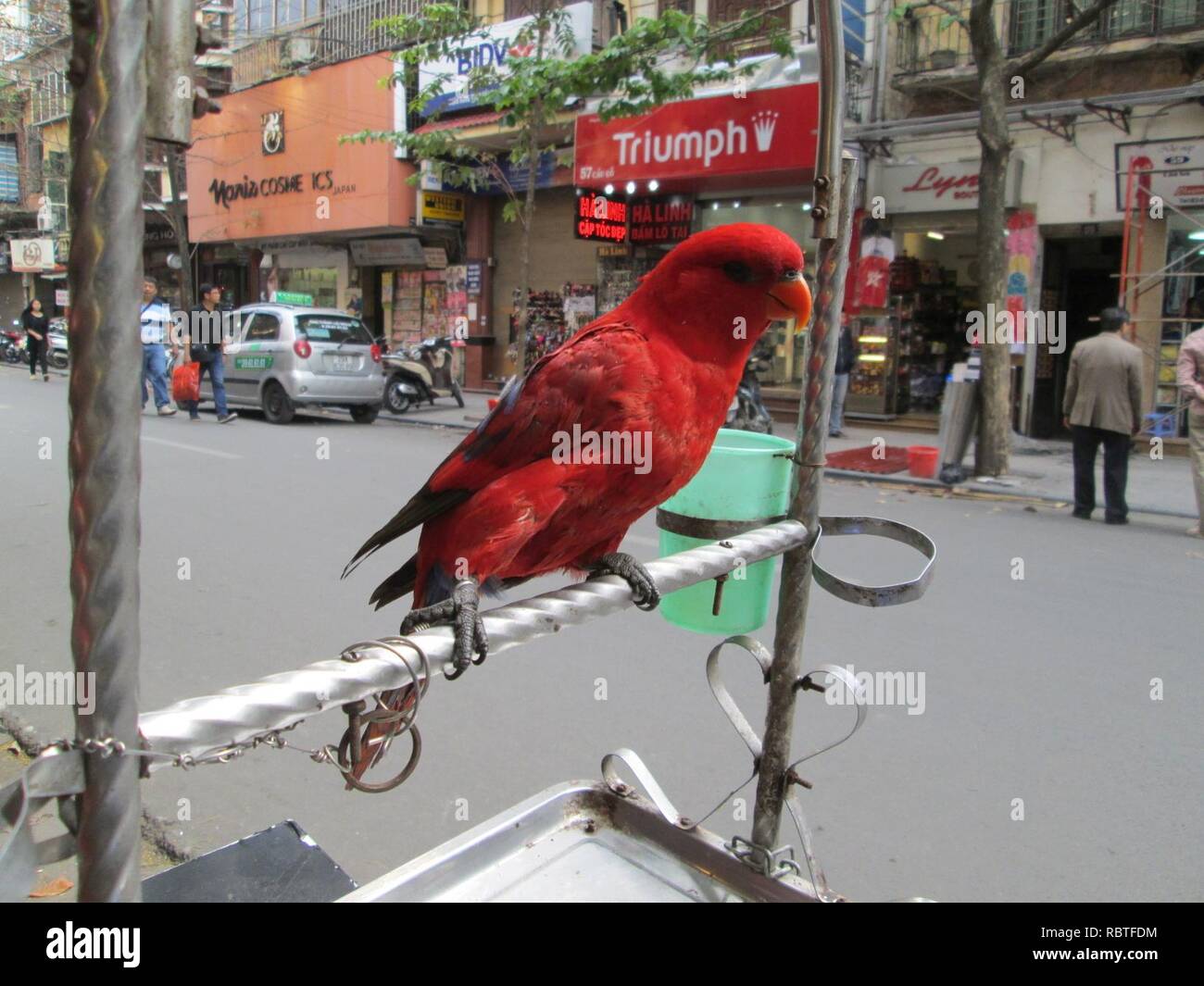 'Chained Parrot' on Cau Go street Stock Photo - Alamy
