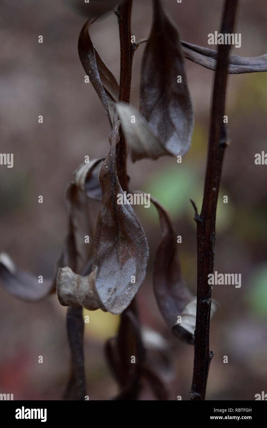 Dying leaves hi-res stock photography and images - Alamy