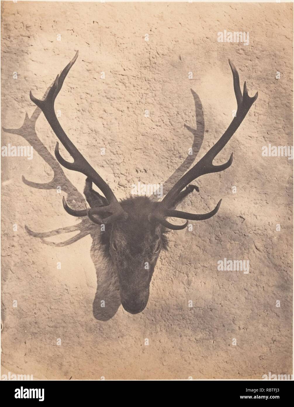 Royal stag do hi-res stock photography and images - Alamy