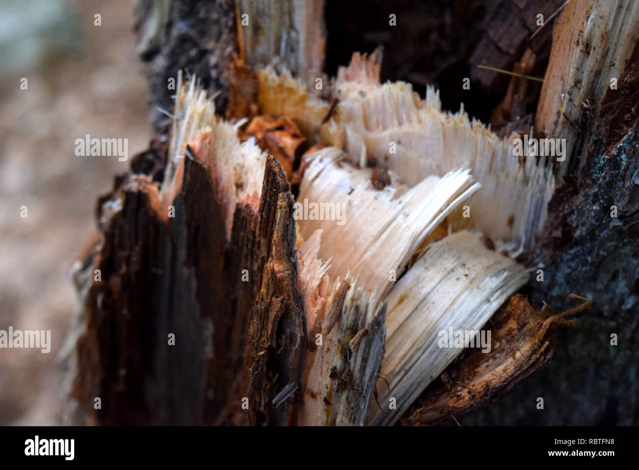 Split bark hi-res stock photography and images - Alamy