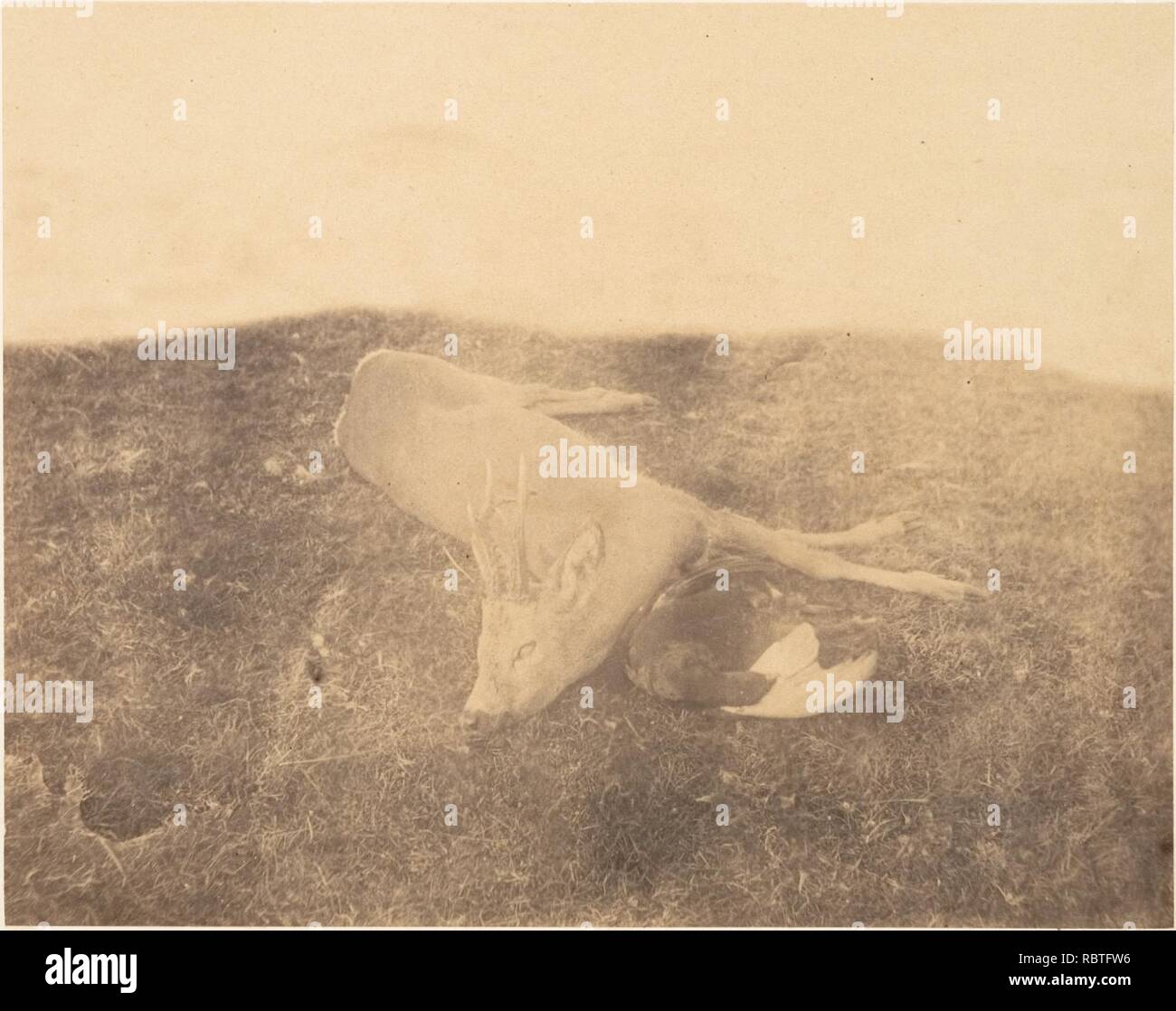 -Dead Roe Buck Stock Photo - Alamy