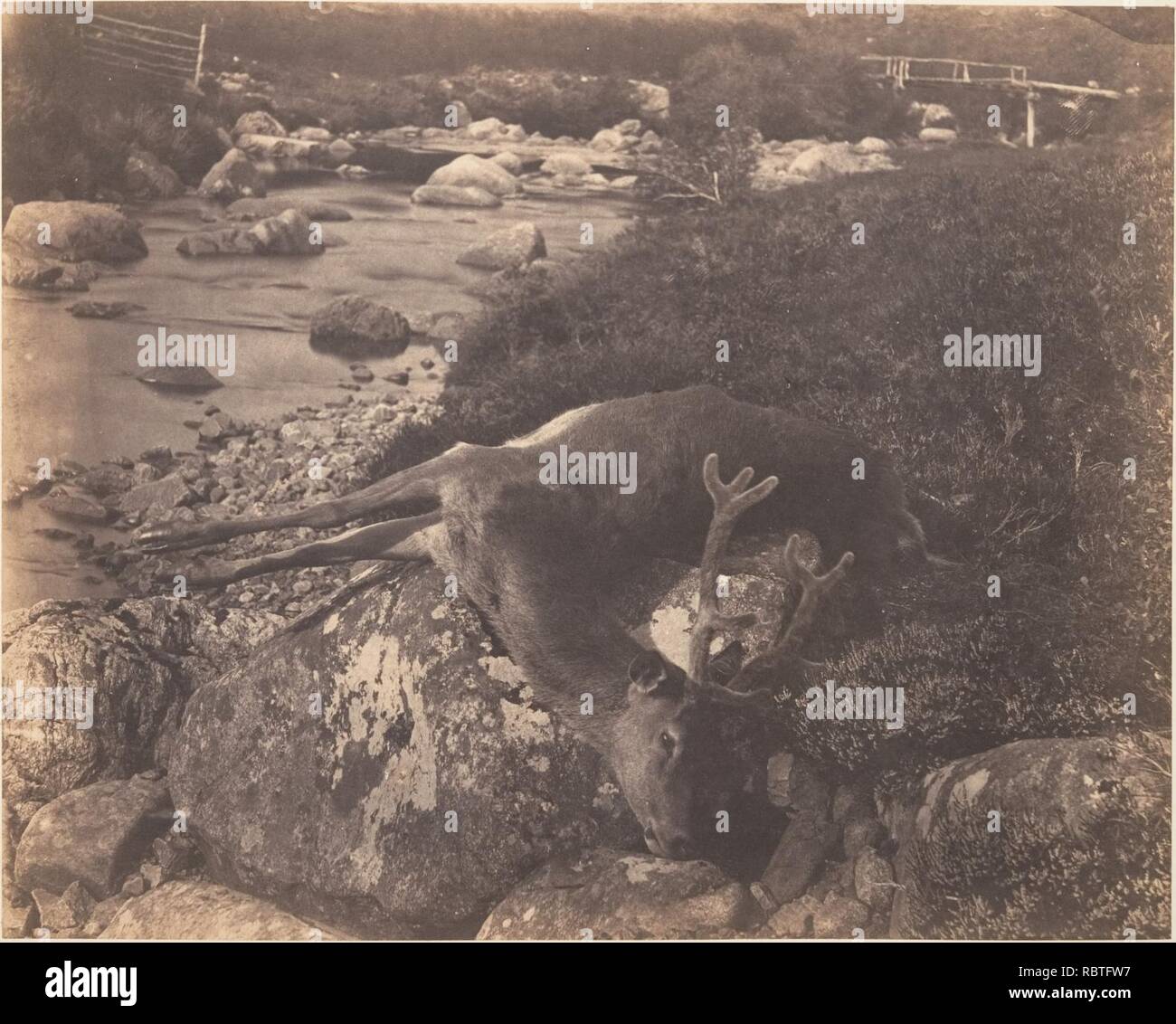 Dead stag hi-res stock photography and images - Alamy