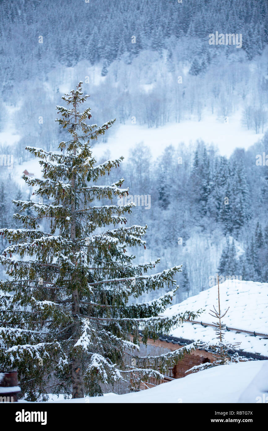 Landscape spruce mountain background hi-res stock photography and ...