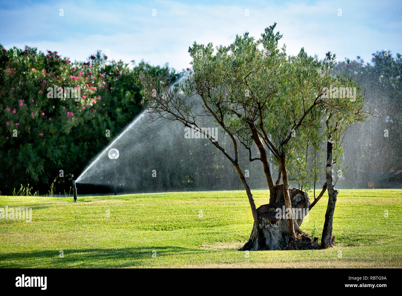 Olive tree and irrigation system Stock Photo - Alamy