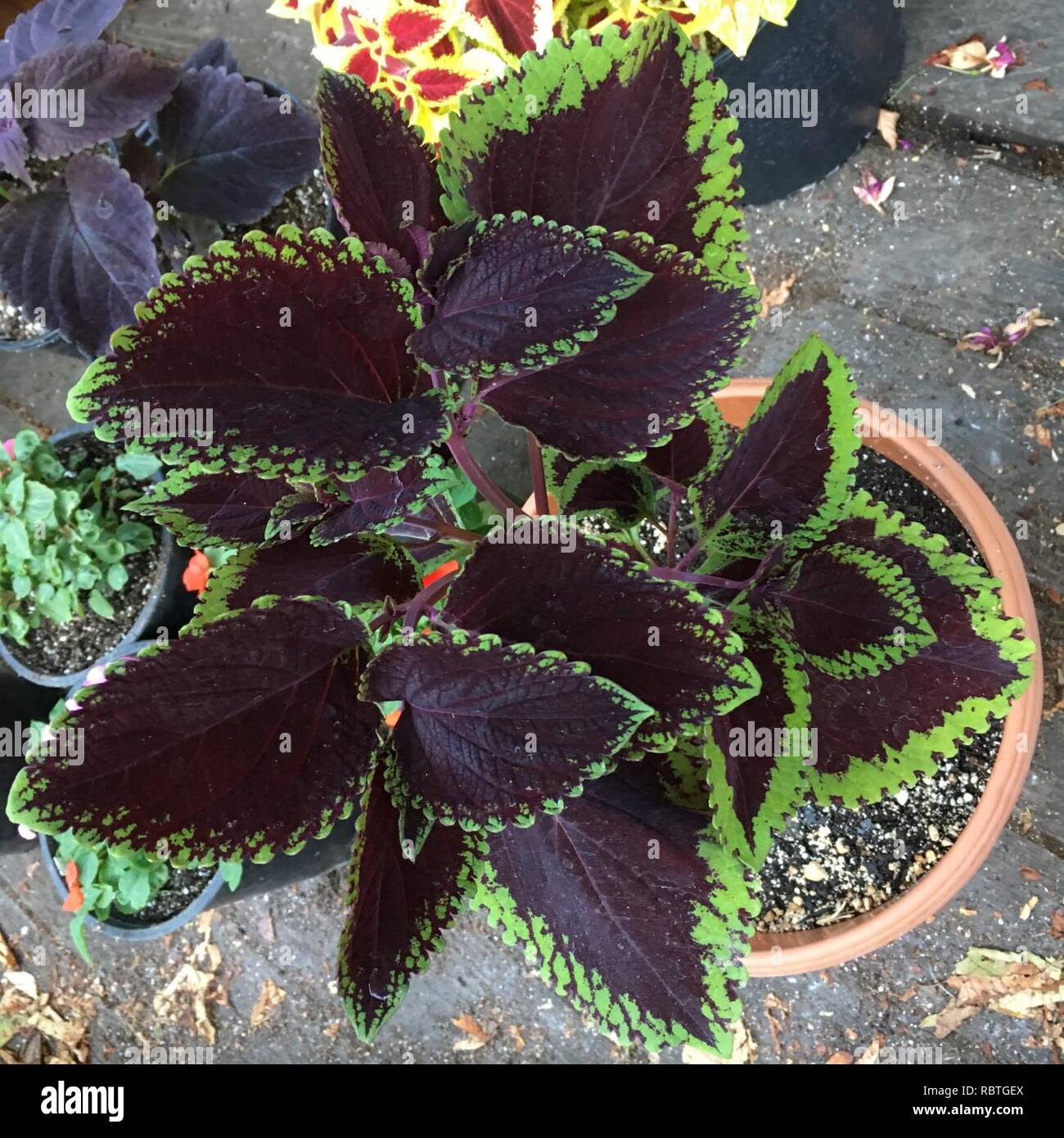 'Giant Exhibition Magma' coleus IIMG 0883 Stock Photo - Alamy