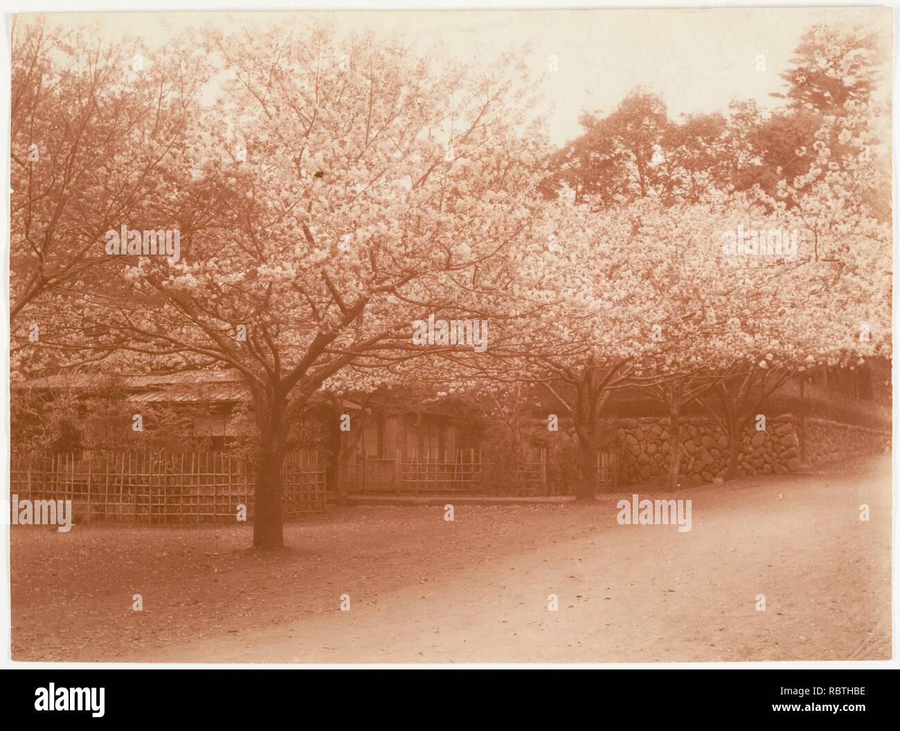 -Grove of Cherry Trees Stock Photo - Alamy