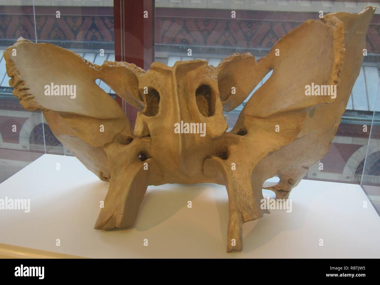 'Model, Sphenoid Bone, Free-standing' by William Rush Stock Photo - Alamy
