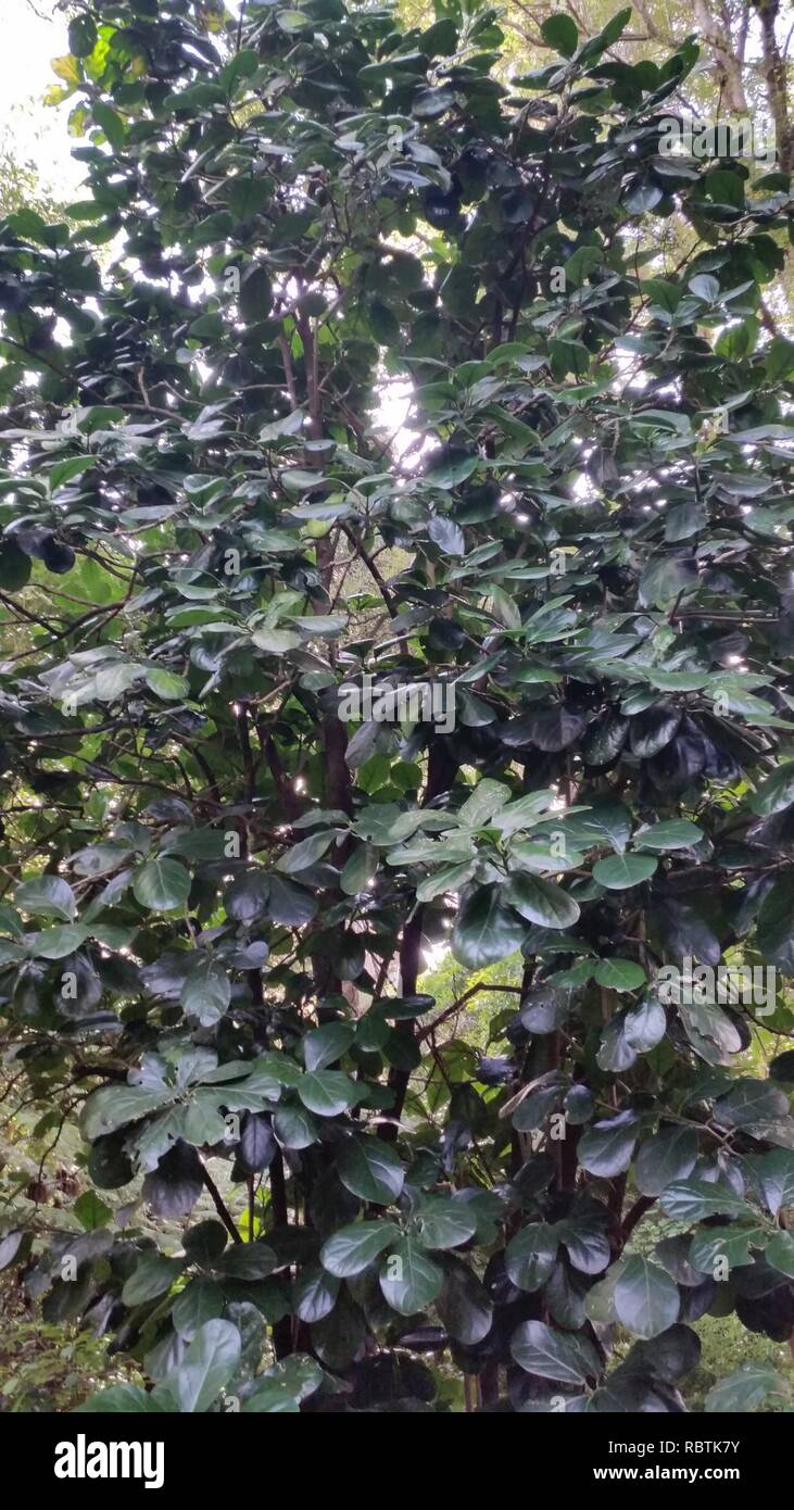 'Pennantia baylisiana' tree, Otari-Wilton Bush Stock Photo - Alamy