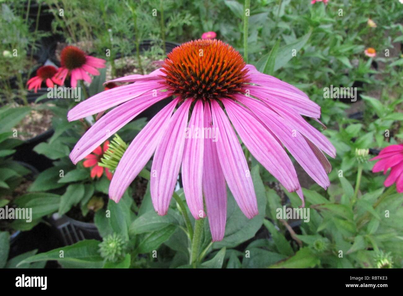 Prairie splendor hi-res stock photography and images - Alamy