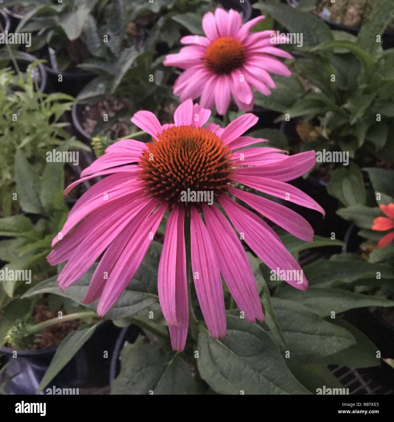 Prairie splendor hi-res stock photography and images - Alamy