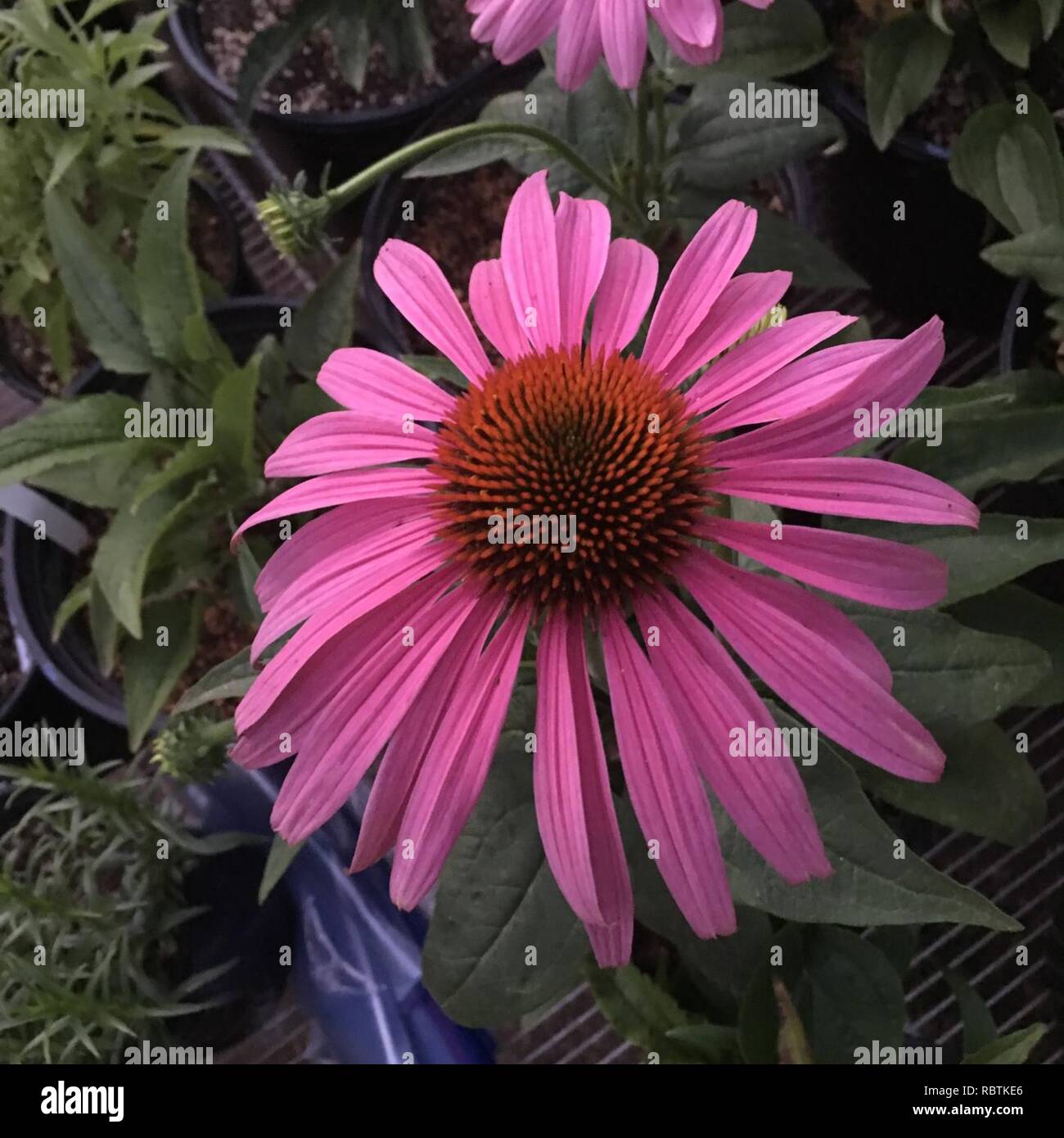 Prairie Splendor High Resolution Stock Photography and Images - Alamy