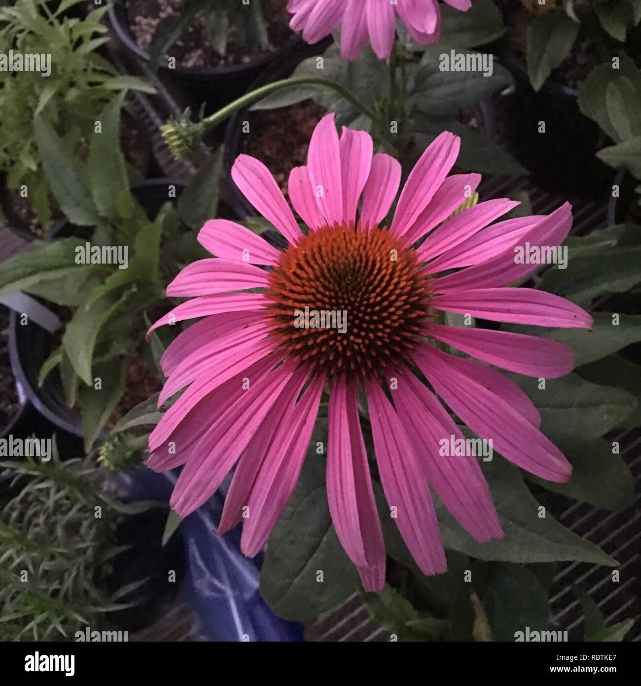 Prairie splendor hi-res stock photography and images - Alamy