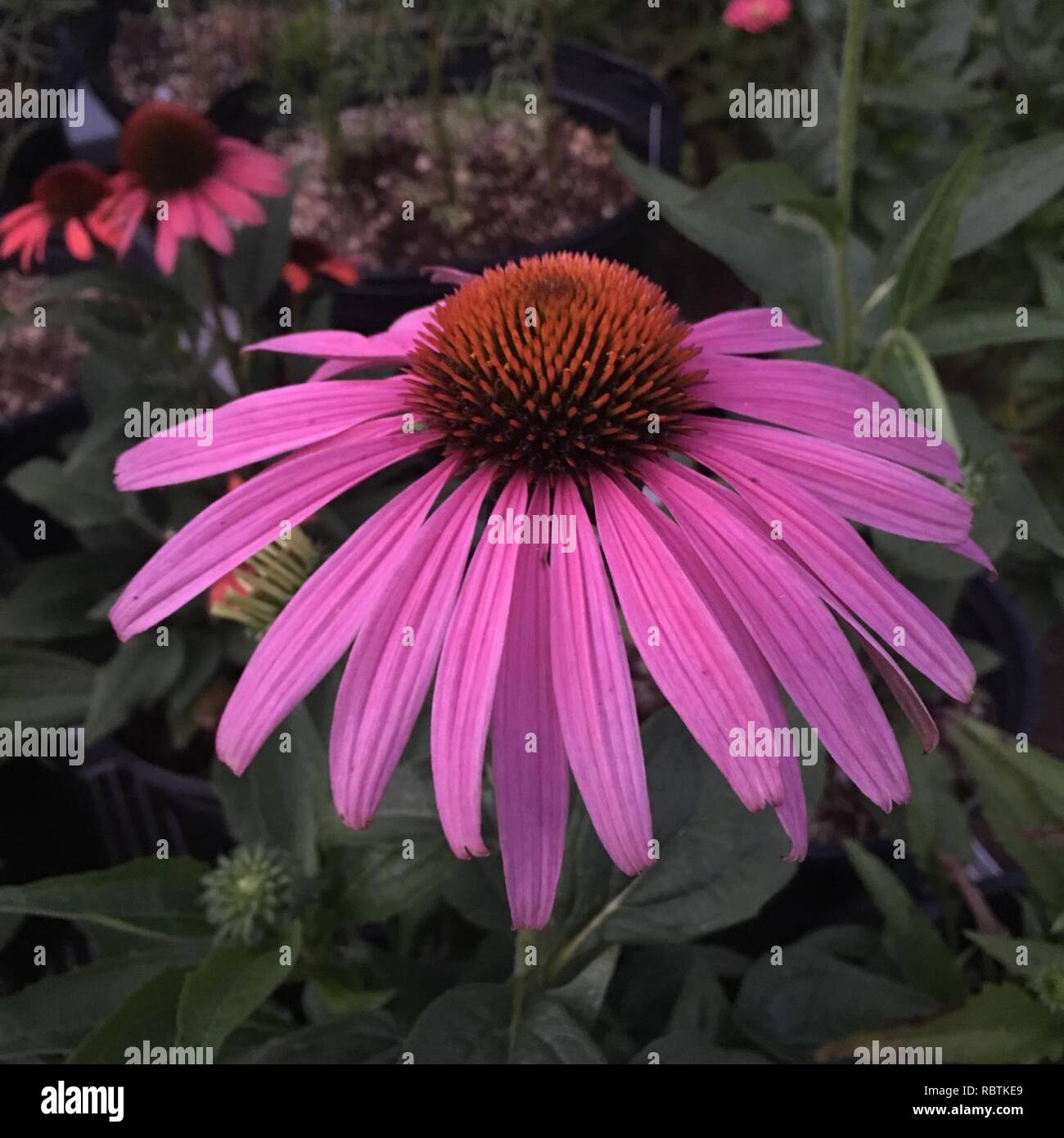 Prairie splendor hi-res stock photography and images - Alamy