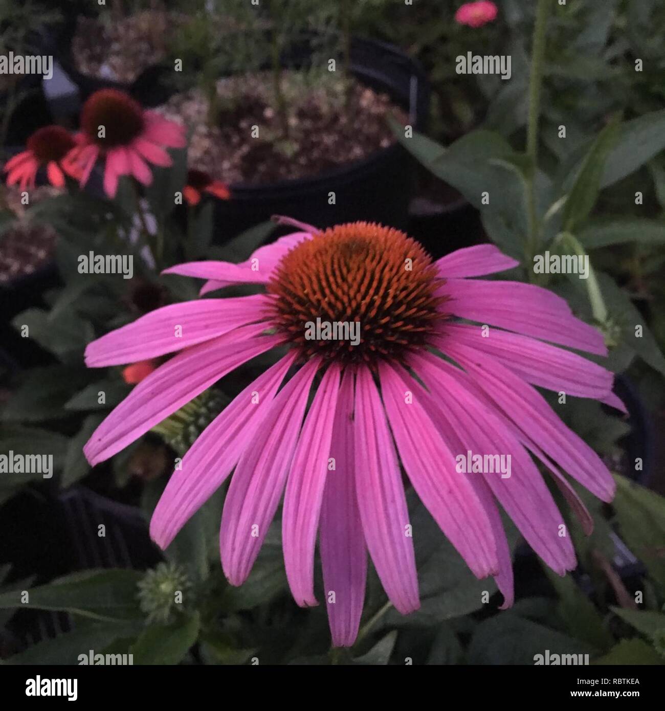 Prairie splendor hi-res stock photography and images - Alamy