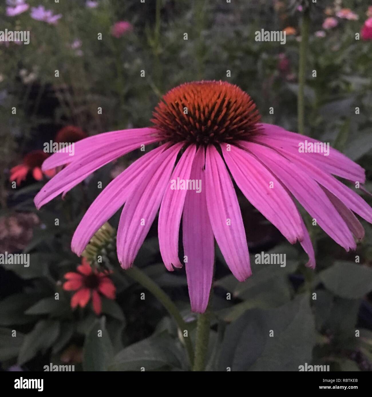 Prairie splendor hi-res stock photography and images - Alamy