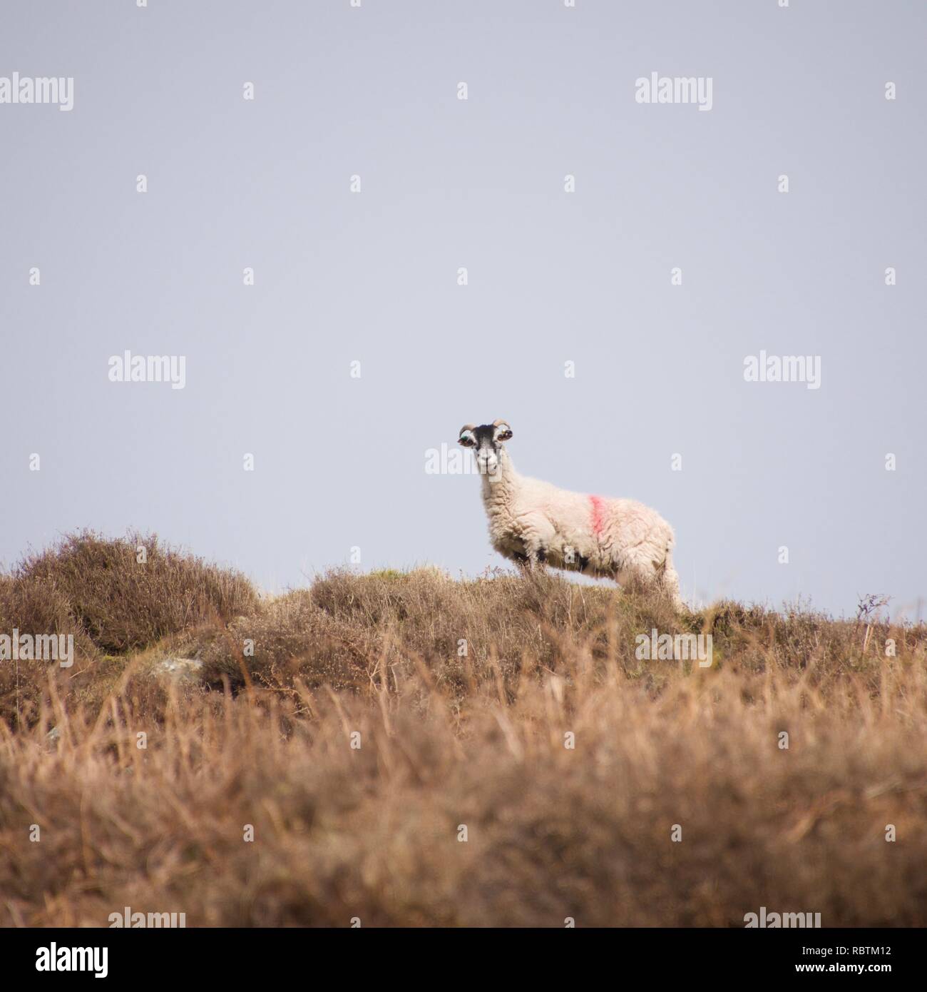 Woolly grey sheep hi-res stock photography and images - Alamy