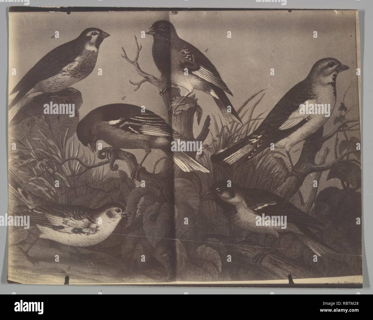 Historical ornithological collection hi-res stock photography and ...
