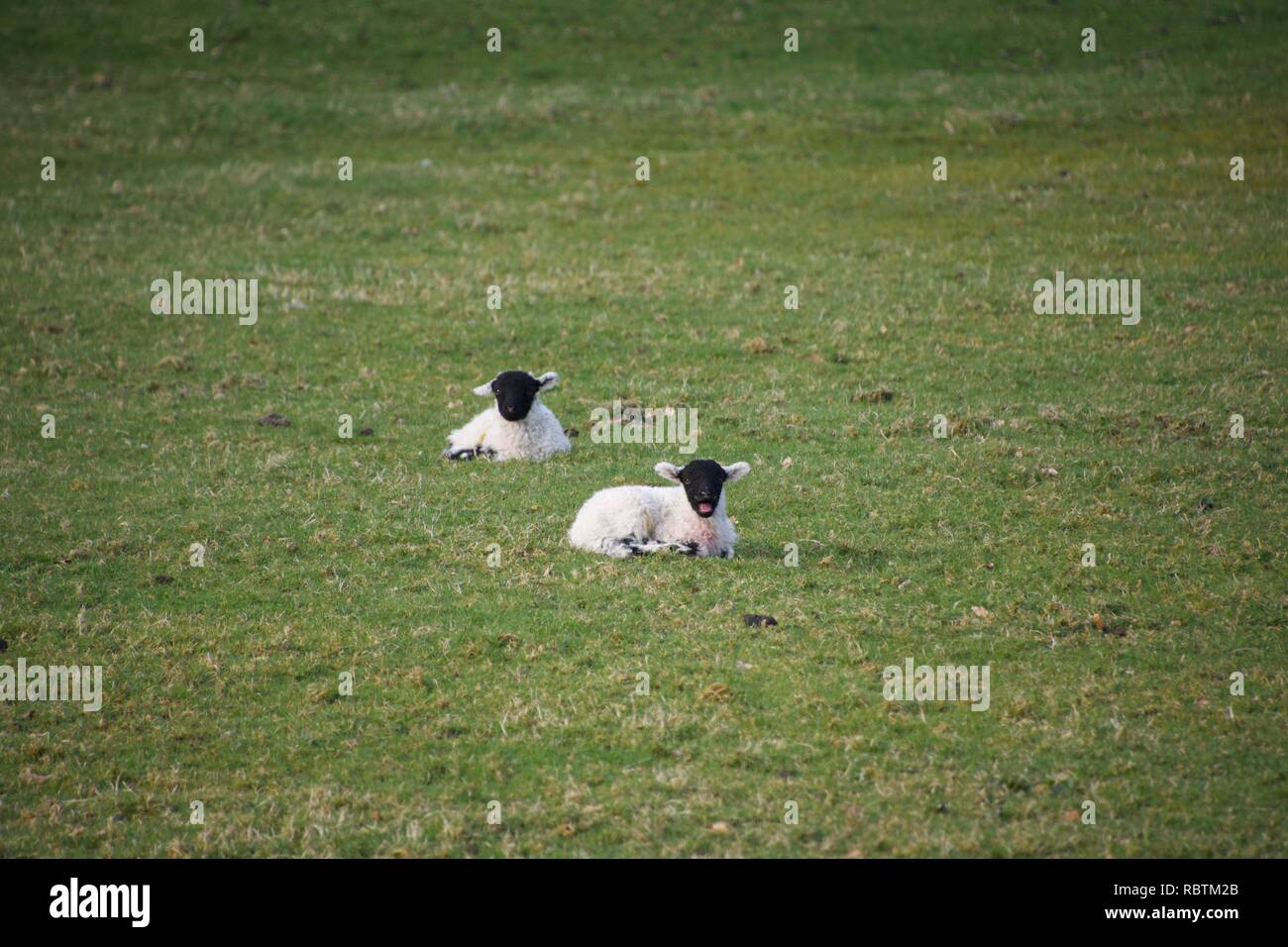 Two small black faced lambs in a field. Baby sheep in the spring time ...