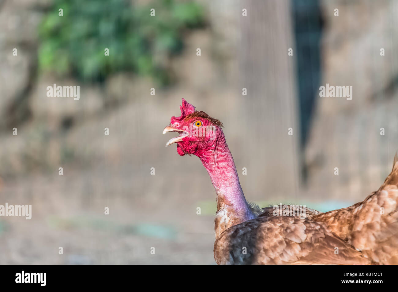 Detailed view chicken head hi-res stock photography and images - Alamy