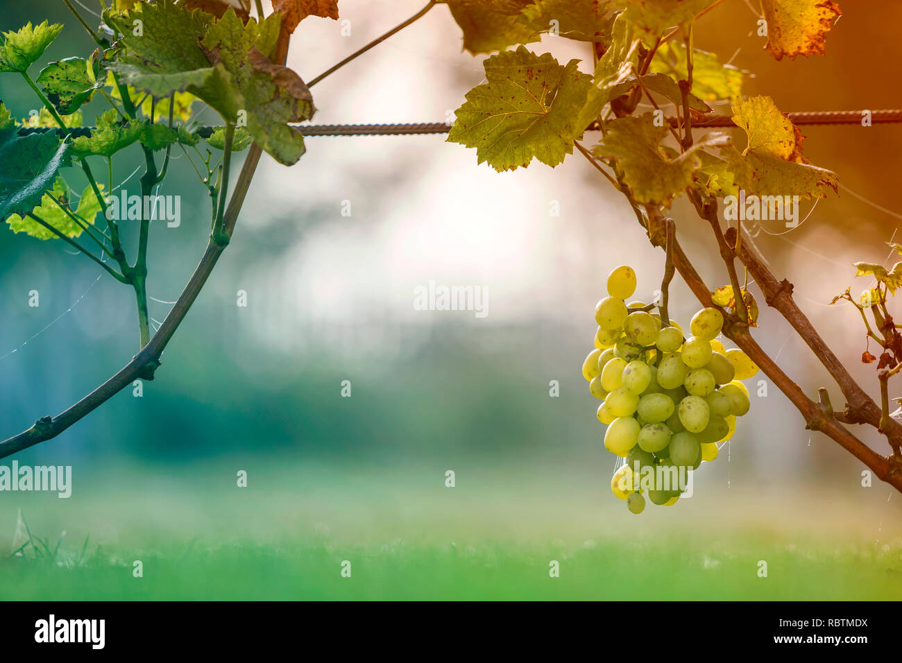 Tied up grapevine hi-res stock photography and images - Alamy