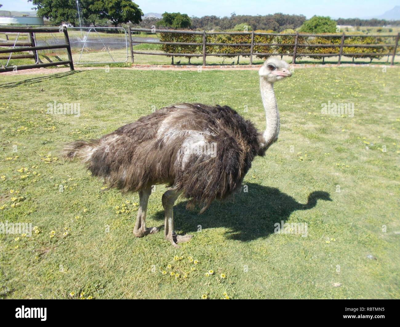 'Tom Thumb',World's smallest captive Ostrich Stock Photo - Alamy